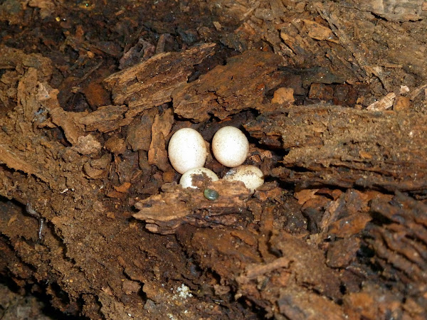 Five-lined Skink Eggs | Project Noah