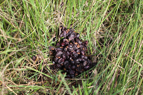 animal droppings | Project Noah