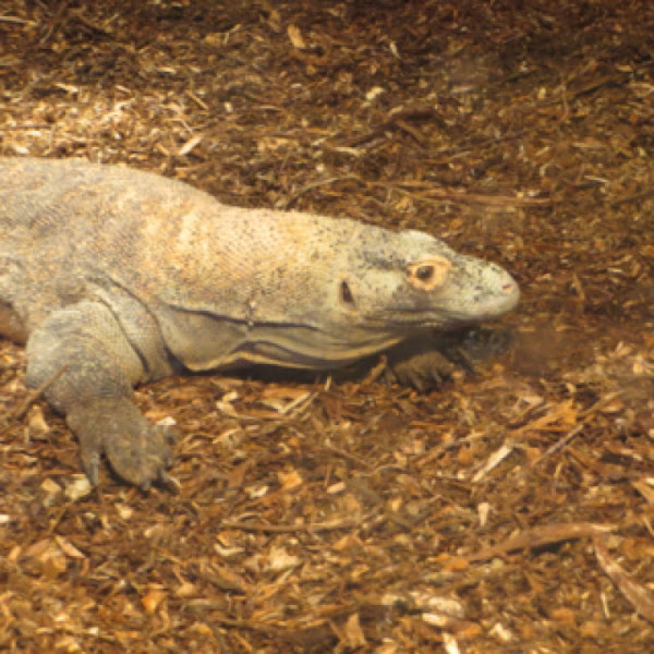 Komodo Dragon | Project Noah
