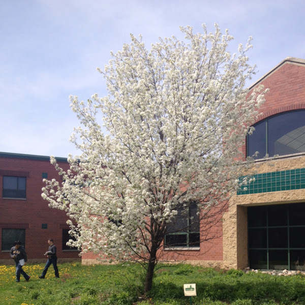 Bradford Pear Tree | Project Noah