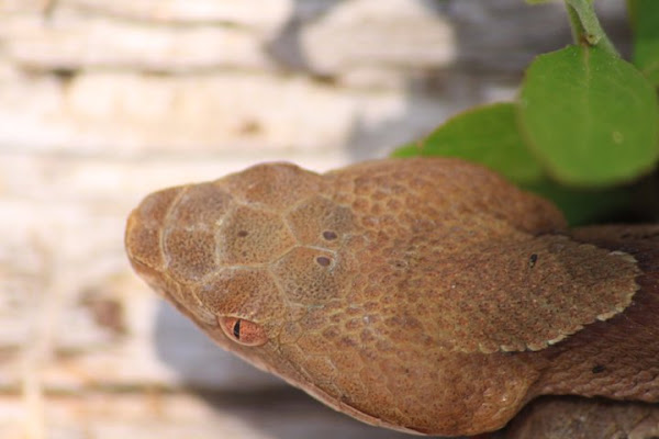 Copperhead | Project Noah