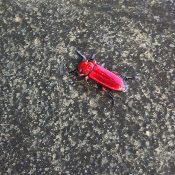 Red Flat Bark Beetle | Project Noah