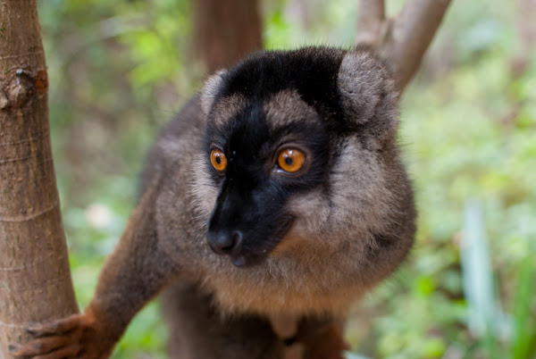 Brown lemur | Project Noah