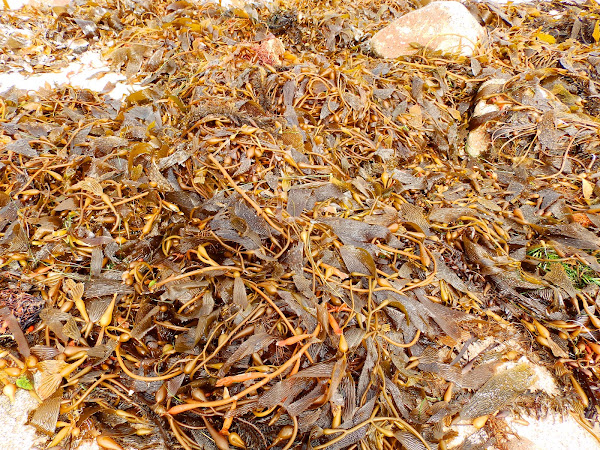 Giant Kelp | Project Noah