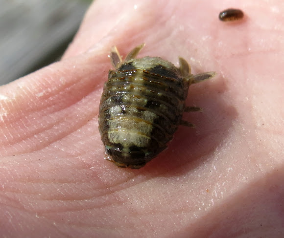 Estuarine isopod | Project Noah