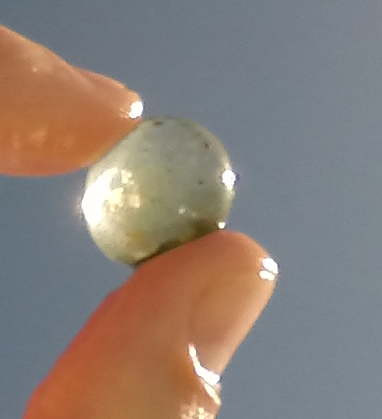 Bubble Algae / Sea Pearl | Project Noah