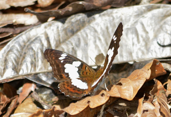 Commander Butterfly | Project Noah