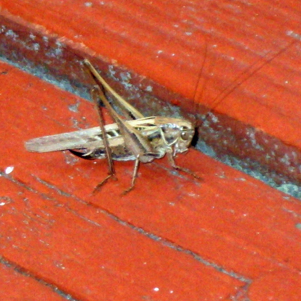 Brown Spotted Bush cricket | Project Noah