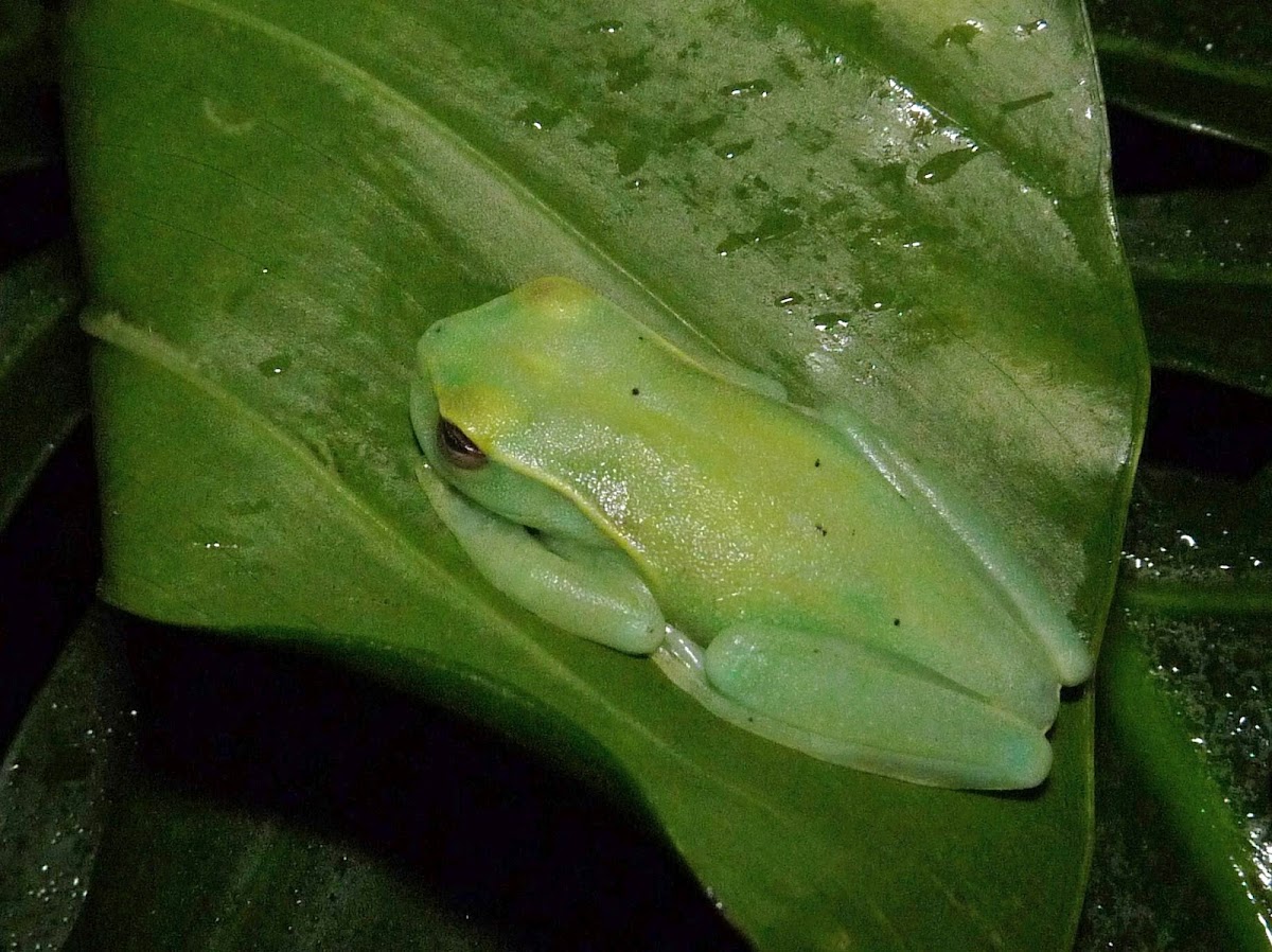 La Loma Tree Frog | Project Noah
