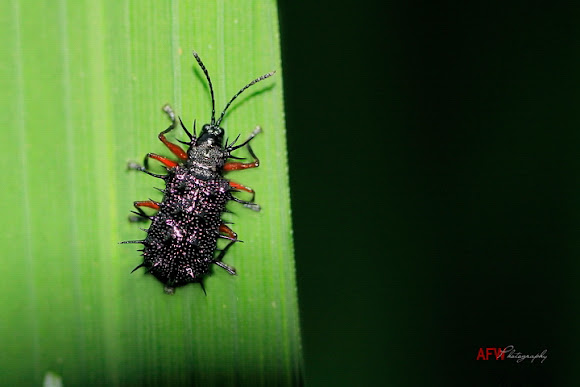 Spiny leaf beetle | Project Noah