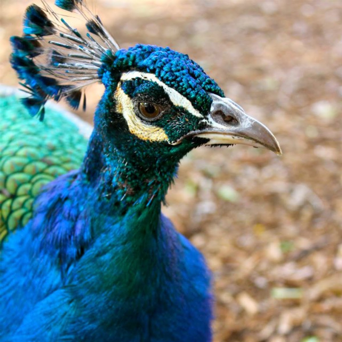 Peacock | Project Noah