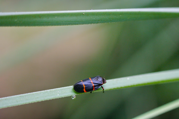 Two-Lined Spittlebug | Project Noah