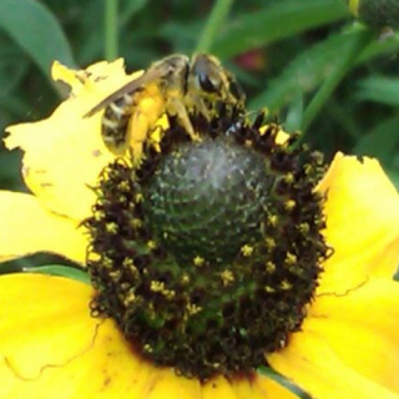 Honey Bee | Project Noah