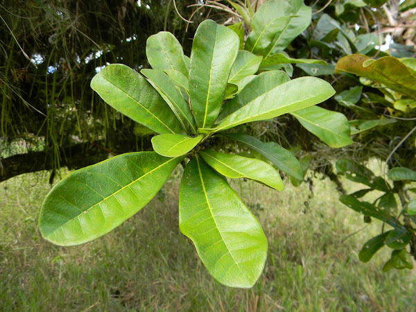 totumo - ayale | Project Noah