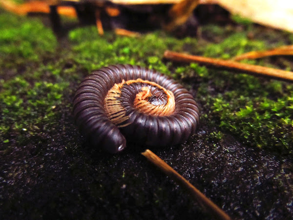 1000 pies | Project Noah