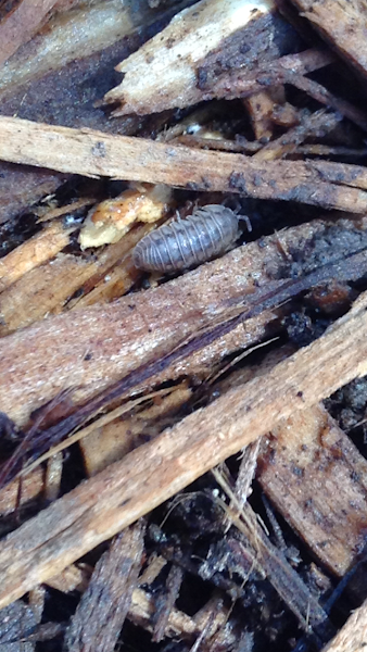 Pill Bug | Project Noah