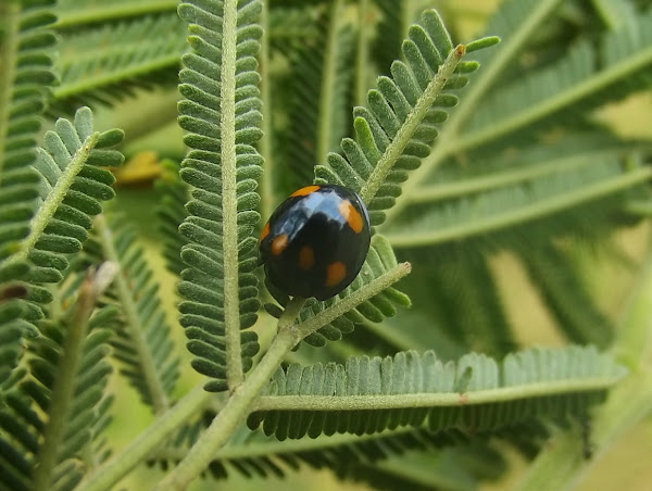 Orange-spotted Ladybird | Project Noah