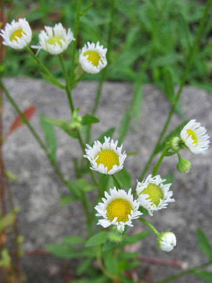 Philadelphia Fleabane | Project Noah
