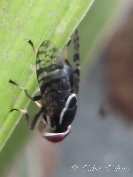 Fruit Fly | Project Noah