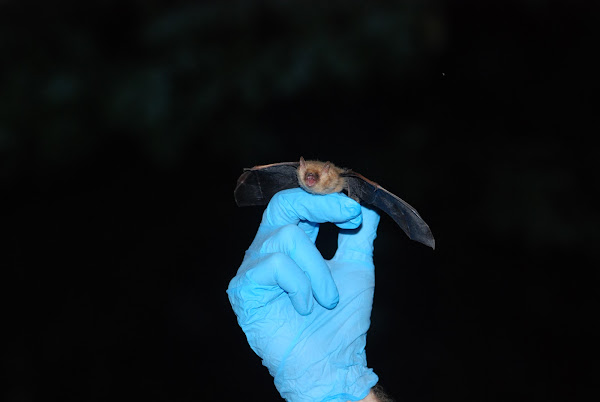 Tri-colored Bat | Project Noah