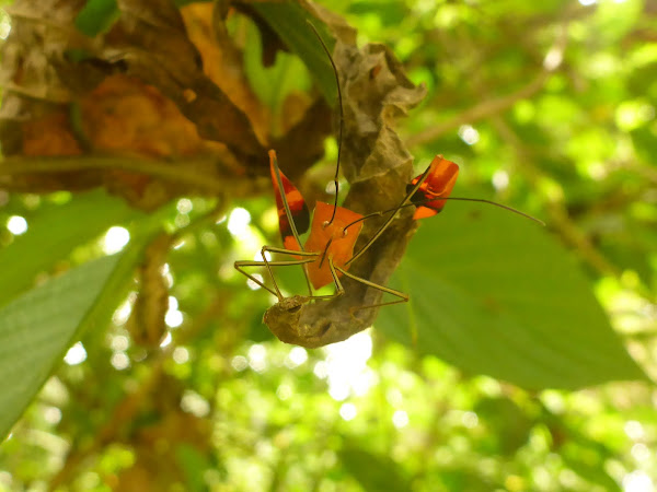 Flag Footed Bug | Project Noah