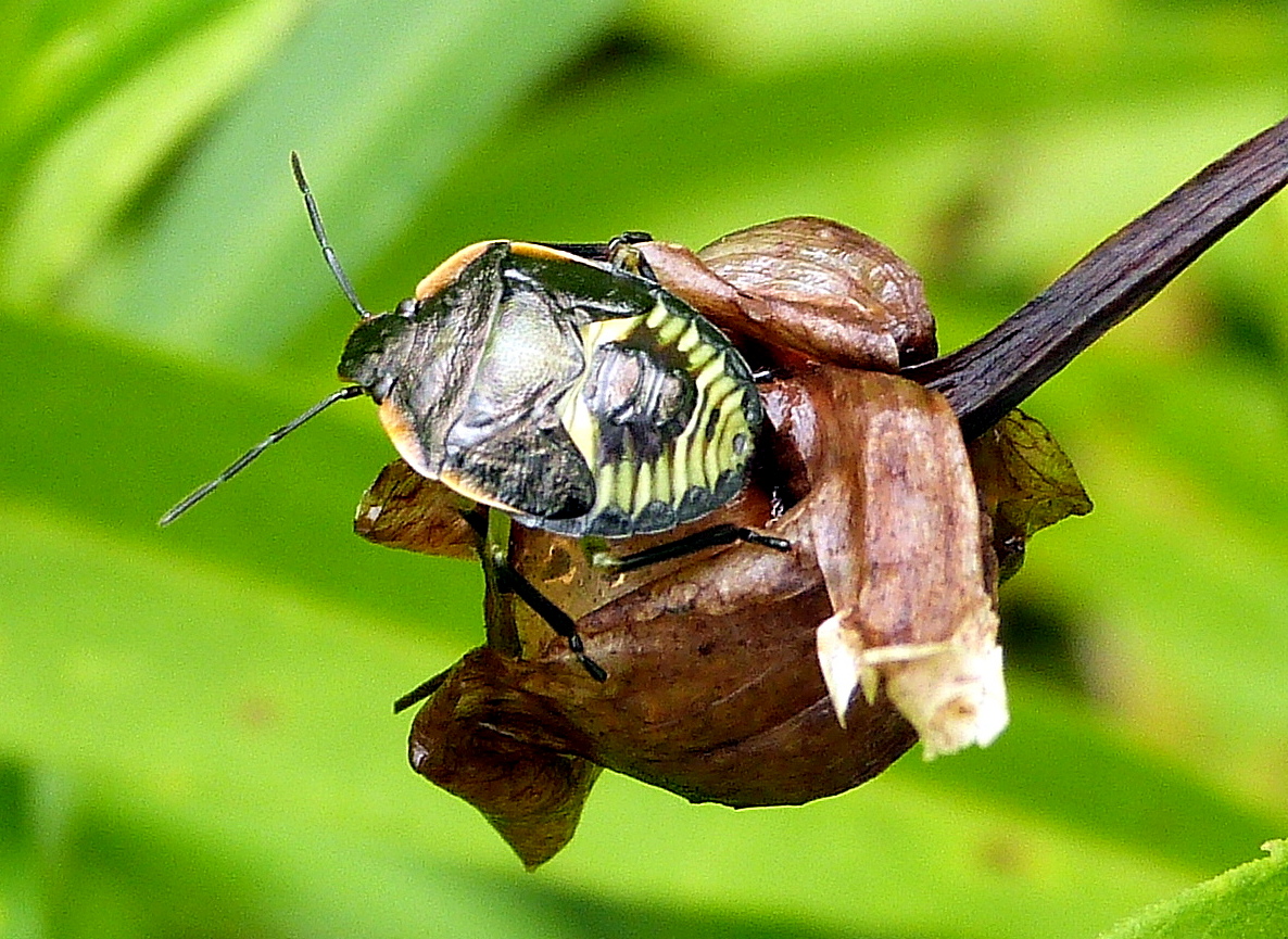 Green Stink Bug Nymph Project Noah