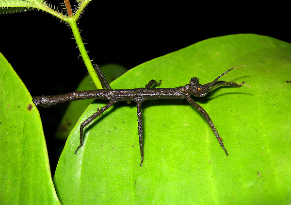 Crested Stick Insect | Project Noah