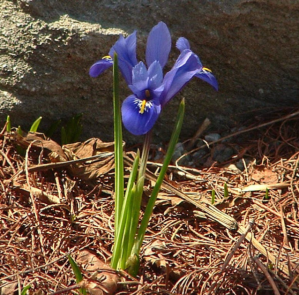 Blue Dwarf Iris | Project Noah