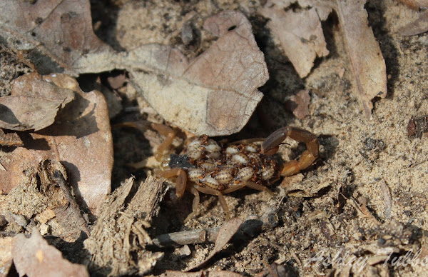Striped Bark Scorpion with babies | Project Noah