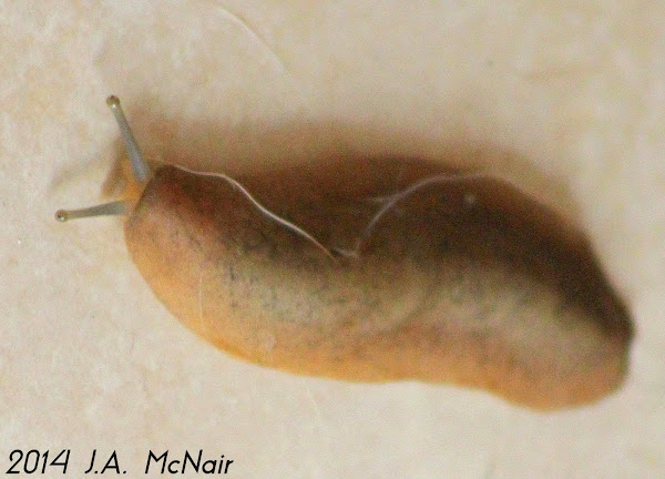 Orange Banded Arion Slug | Project Noah