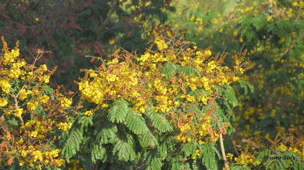 Yellow Flame Tree | Project Noah