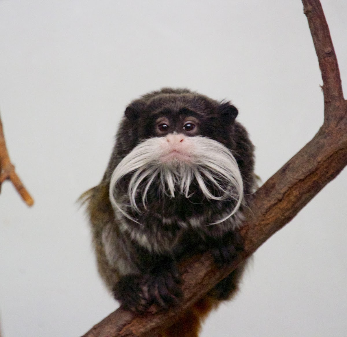 Emperor tamarin | Project Noah