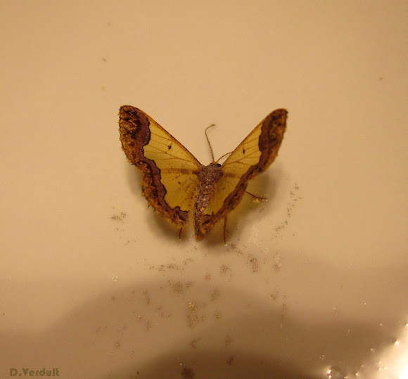 Geometrid moth | Project Noah