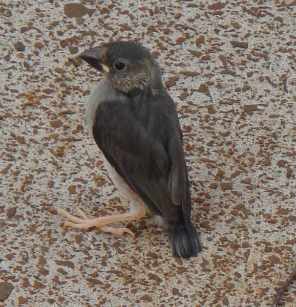 Java Sparrow pre-fledgling | Project Noah