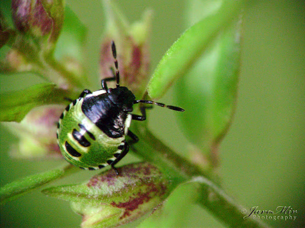 Green shield bug (young larvae) | Project Noah