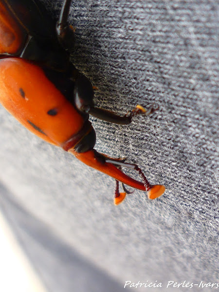 red palm weevil | Project Noah