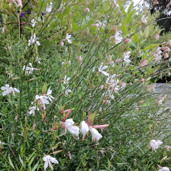 Gaura | Project Noah