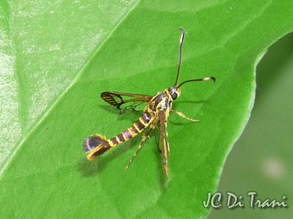 Sesiidae Butterfly | Project Noah