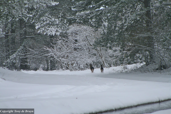 Fallow Deer | Project Noah