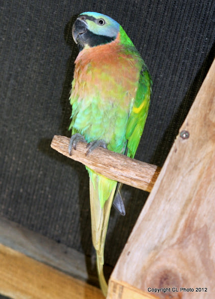 Mustache Parakeet | Project Noah