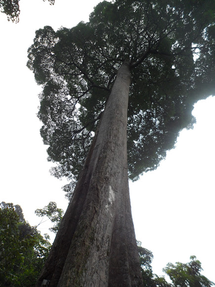 Common Pulai | Project Noah