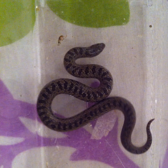 Serpiente ratonera | Project Noah