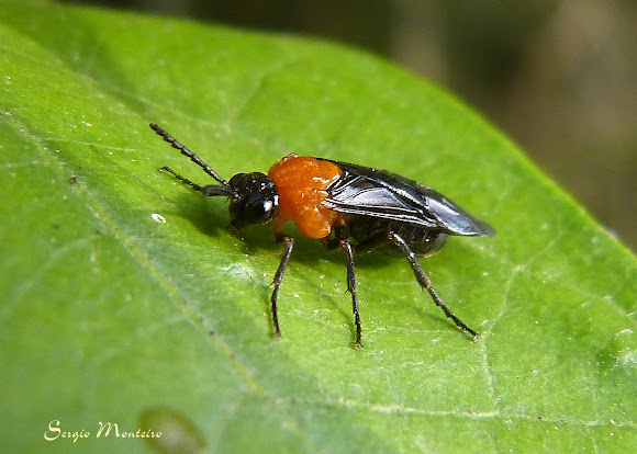 Pergidae sawfly | Project Noah