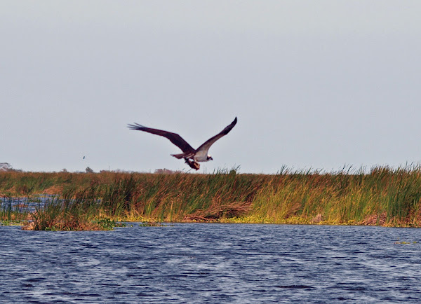 Osprey | Project Noah