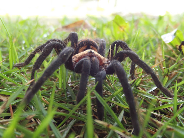 Costa Rican Dwarf Tigerrump Tarantula "Metriopelma zebratum" | Project Noah