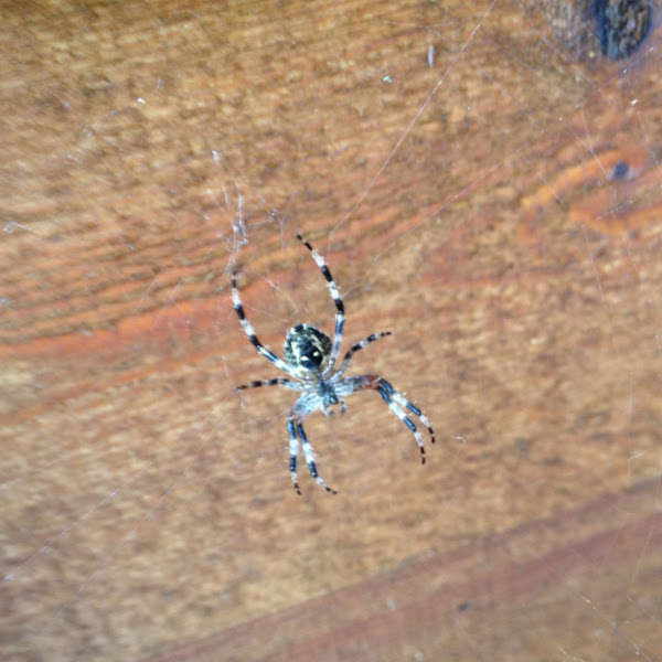 Writing Spider | Project Noah