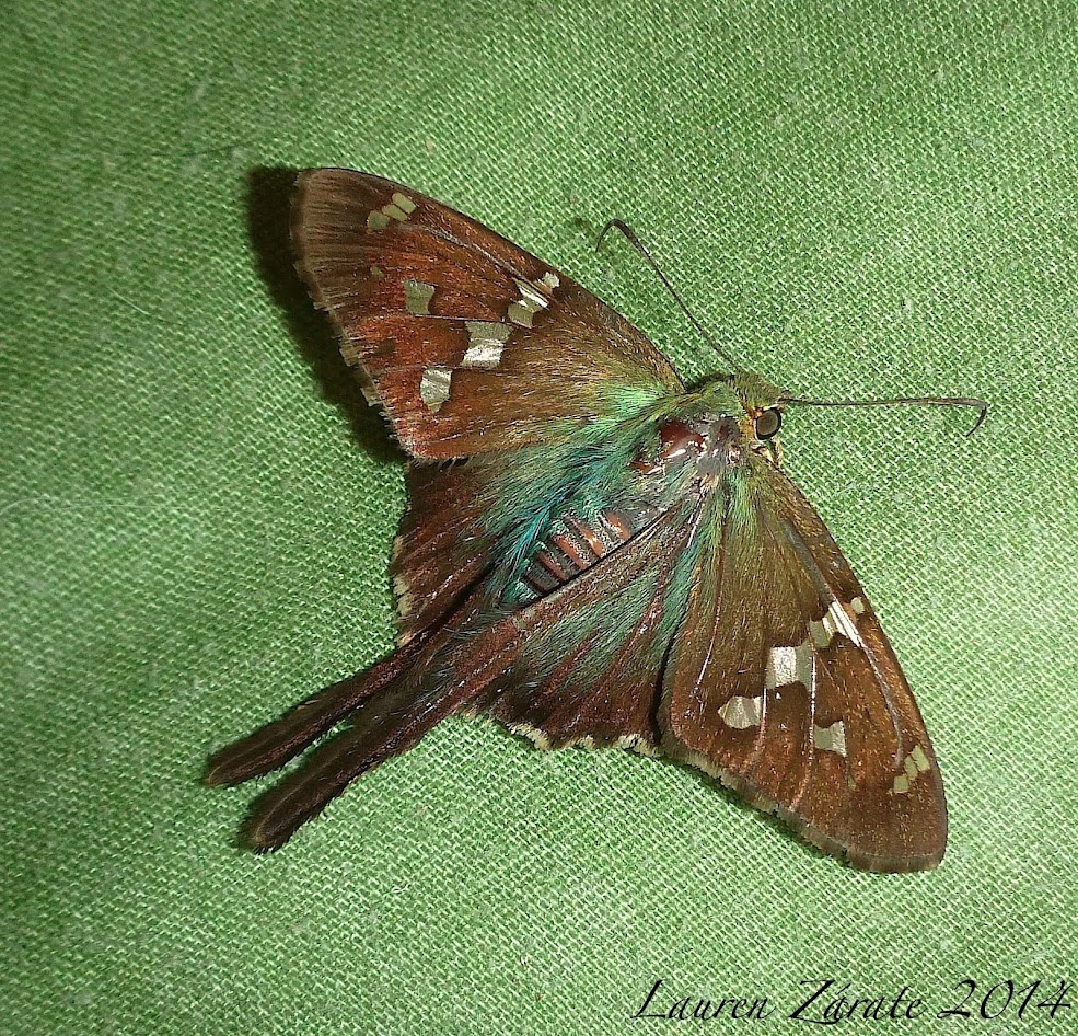Emerald Long-tailed Skipper | Project Noah