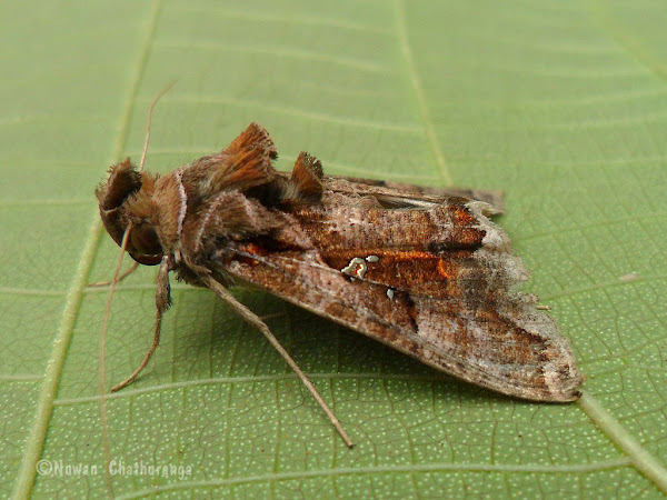 Noctuid Moth | Project Noah