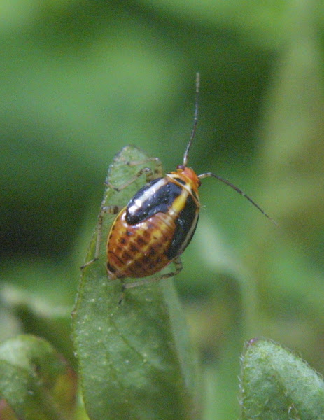 Four-lined Plant Bug, nymph late instar | Project Noah
