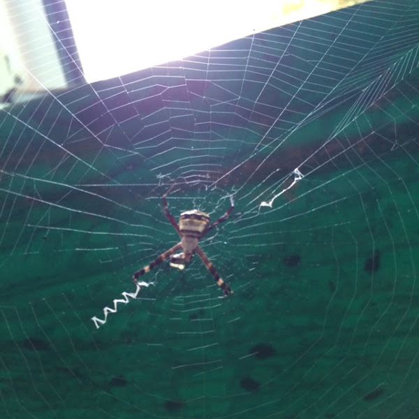 Writing Spider | Project Noah